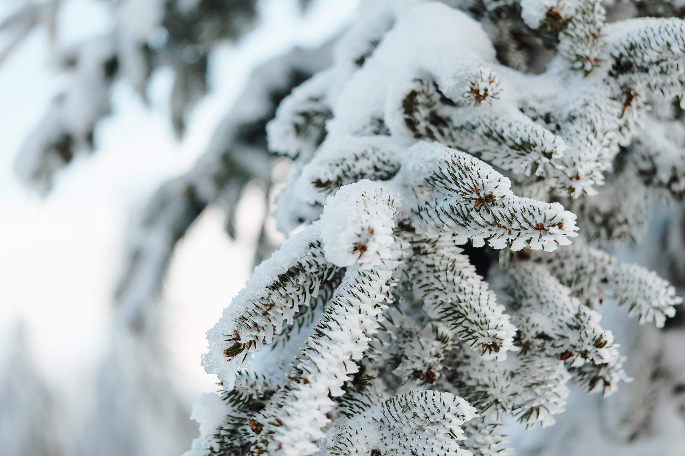 Tree Under The Snow in Winter Free Stock Photo | picjumbo