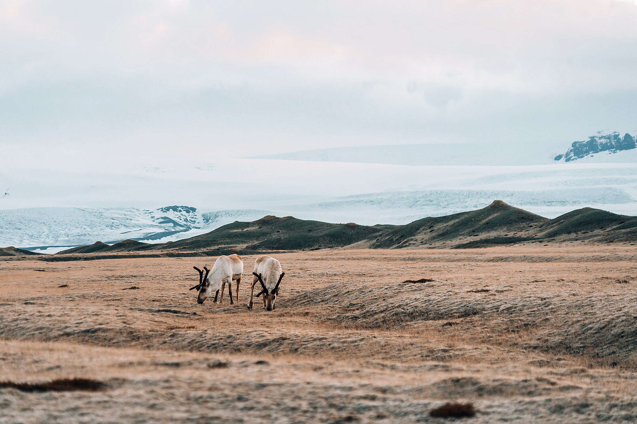 Two Beautiful Reindeer in Icelandic Landscape Free Stock Photo | picjumbo