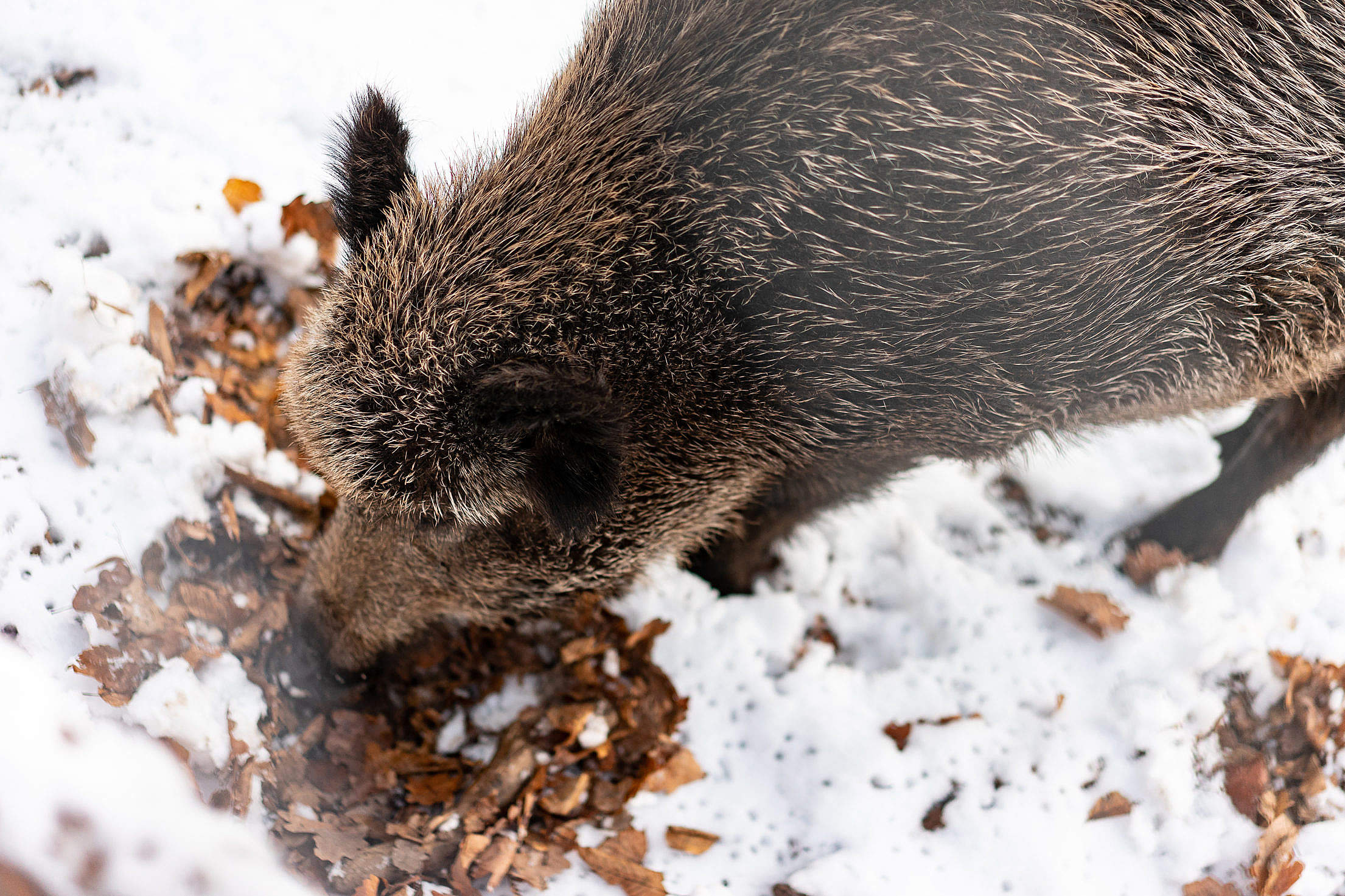 Wild Boar Eating in Snow Free Stock Photo | picjumbo