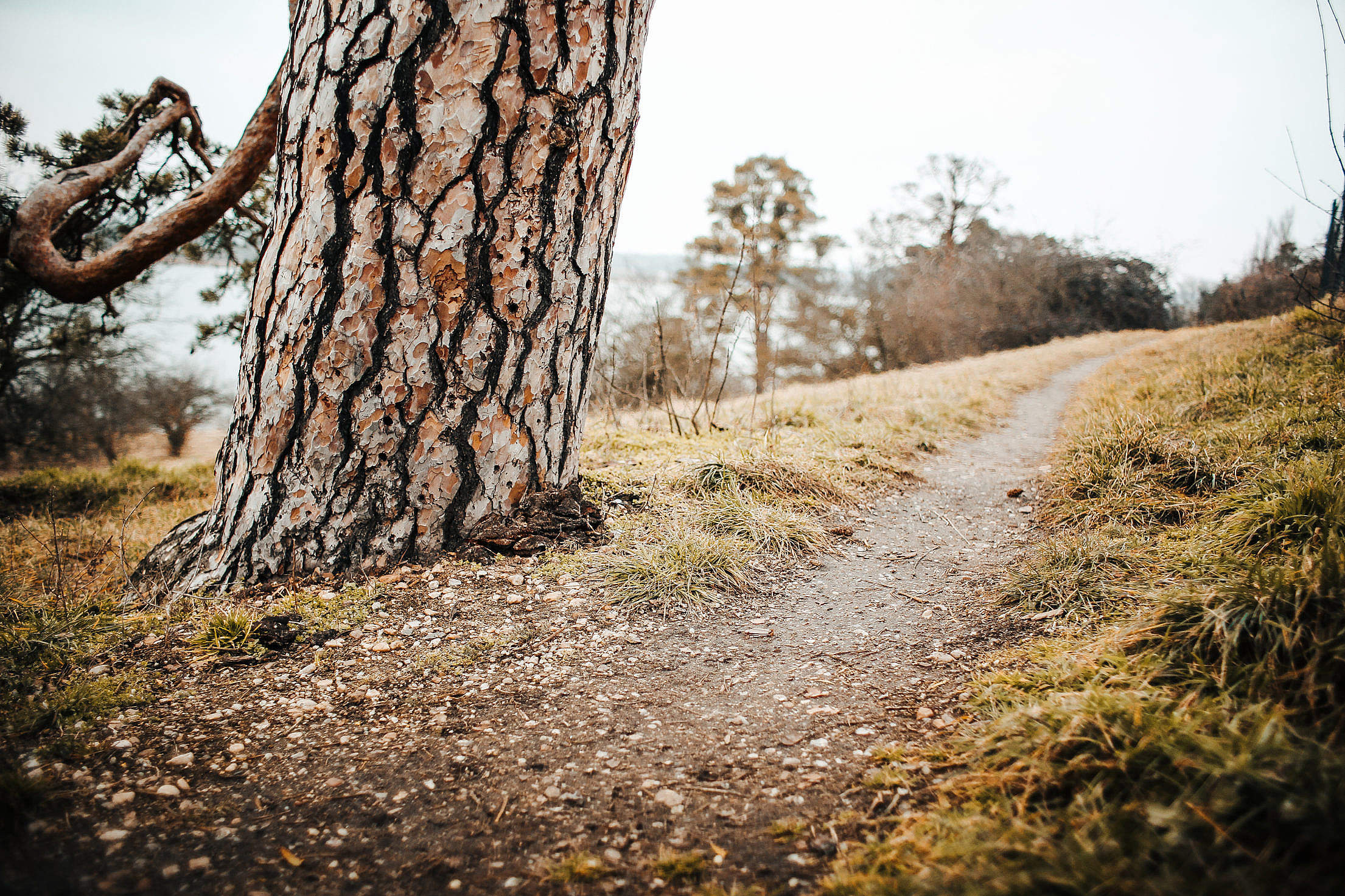 Winter Path Beside a Tree Free Stock Photo | picjumbo