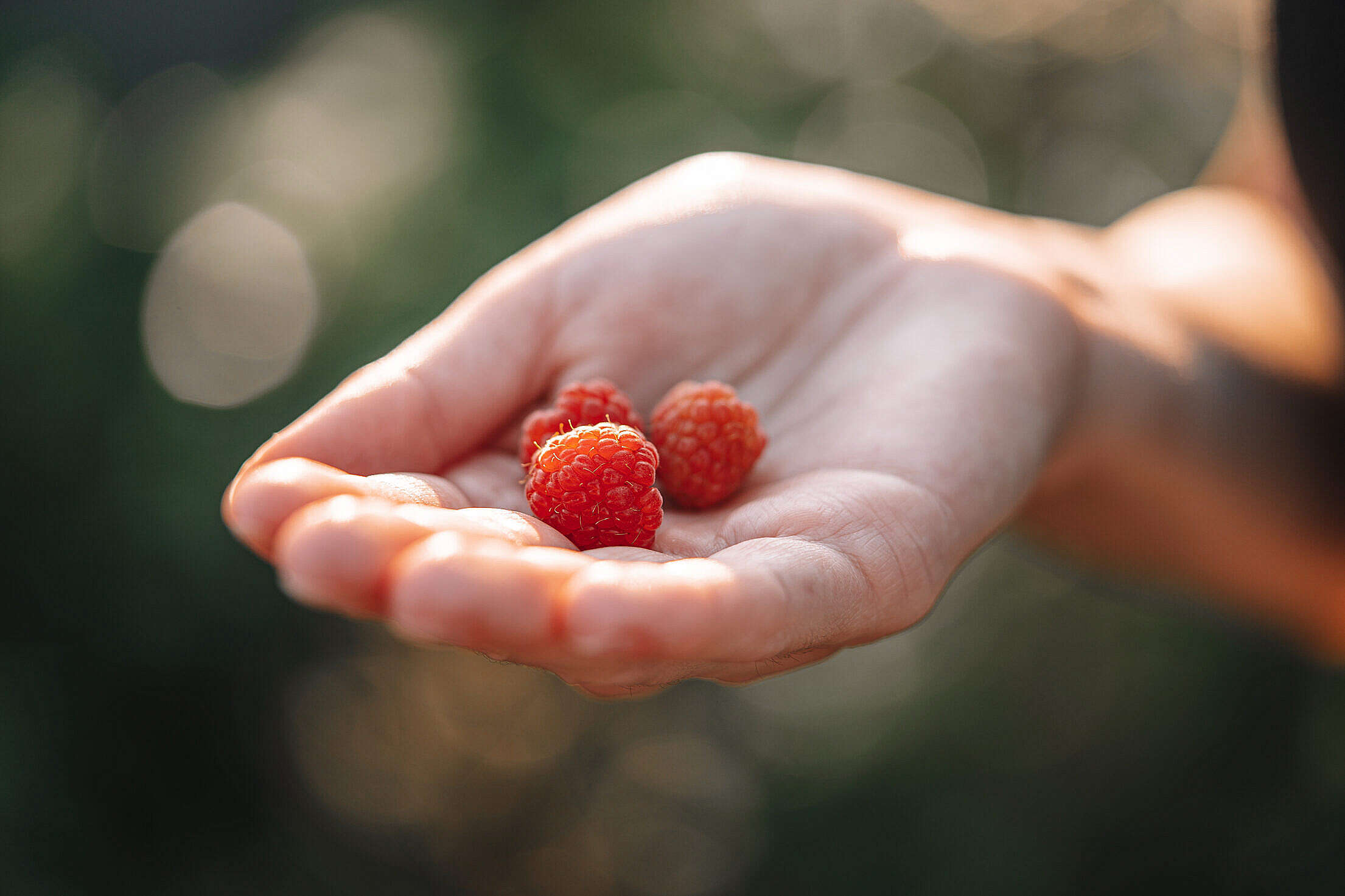 Woman Holding Raspberries Free Stock Photo | picjumbo