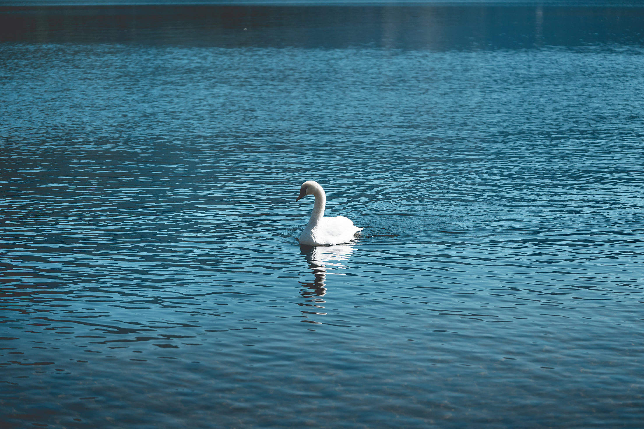 Young Swan Swimming Alone on a Lake Free Stock Photo | picjumbo